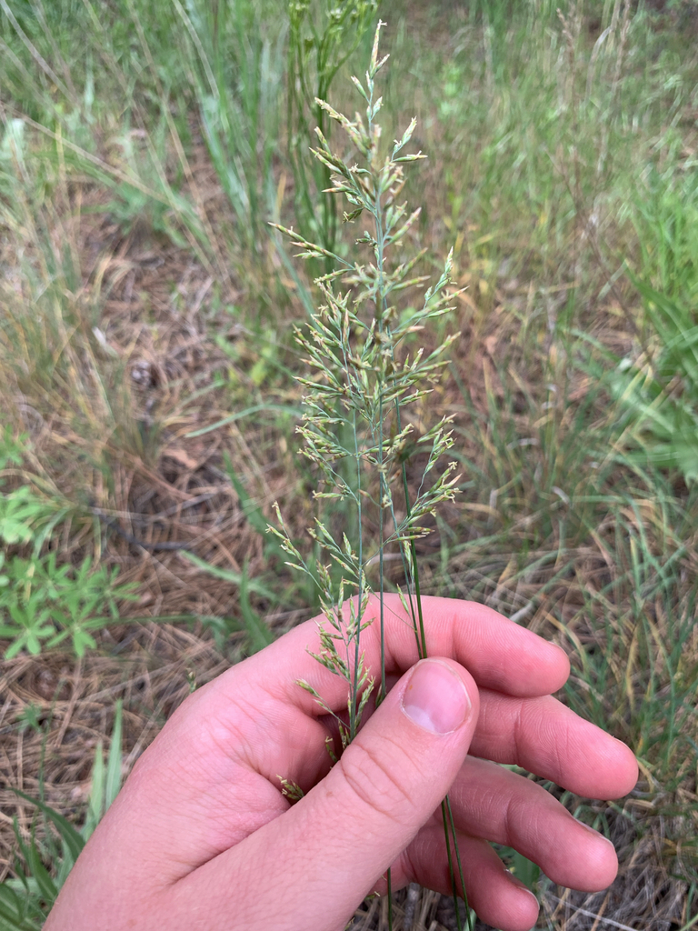Poa secunda gracillima from Albany County, US-WY, US on June 22, 2025 ...