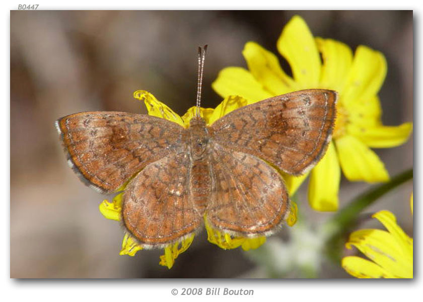 Arizona Metalmark (Butterflies of Tucson, Arizona) · 愛自然-臺灣(iNaturalist ...