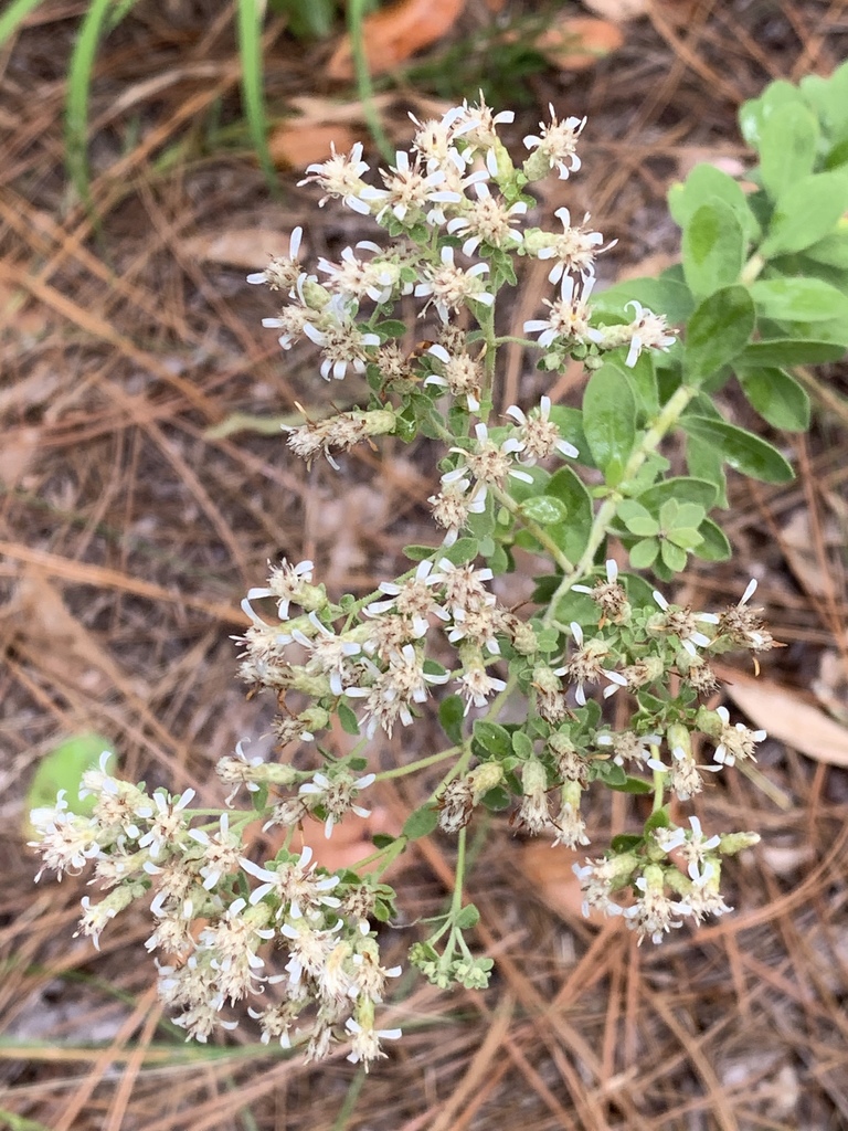 Dixie aster (Sericocarpus tortifolius) - Botanical Realm