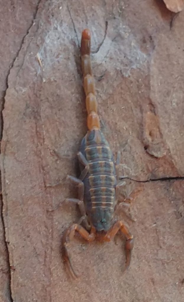 Hentz Striped Scorpion from Ponte Vedra Beach on September 20, 2019 by ...