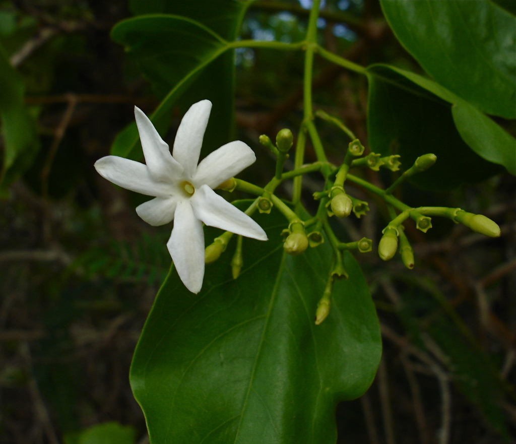 Jasminum marianum (Plants of Guam and the CNMI) · iNaturalist
