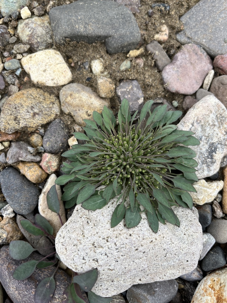 Dwarf Alpine Hawk's-beard (Askellia pygmaea) - Botanical Realm