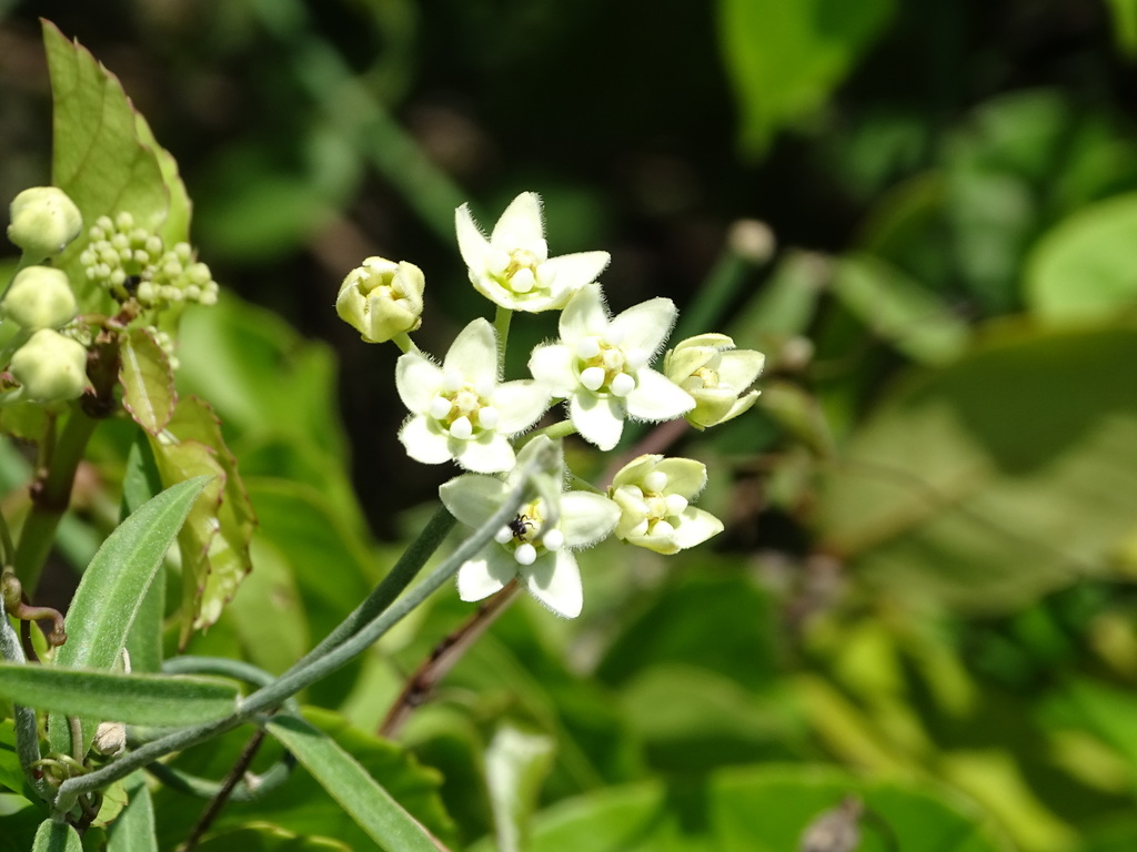 white twinevine from Cerritos, Mazatlán, Sin., México on September 25 ...