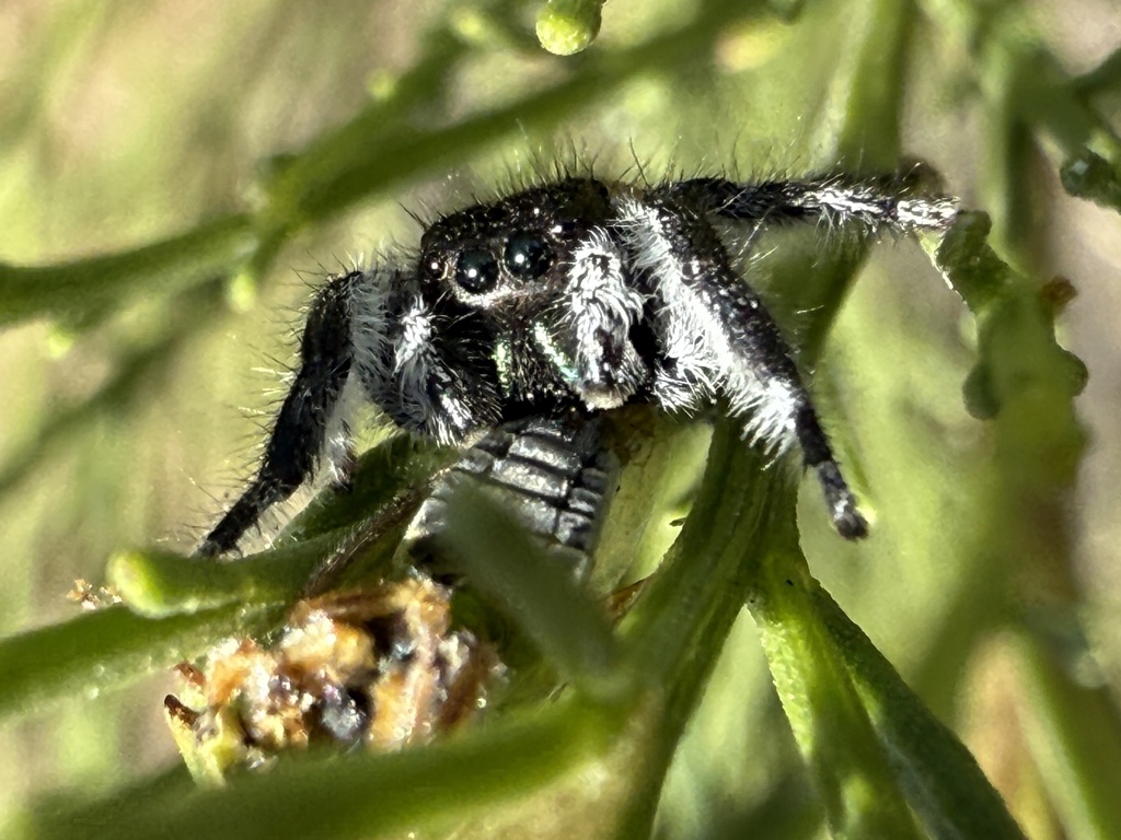 Phidippus californicus from Tierrasanta, San Diego, CA, US on June 23 ...