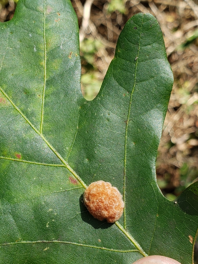 Andricus quercusflocci (Fuzzy Galls on North American Oaks) · iNaturalist