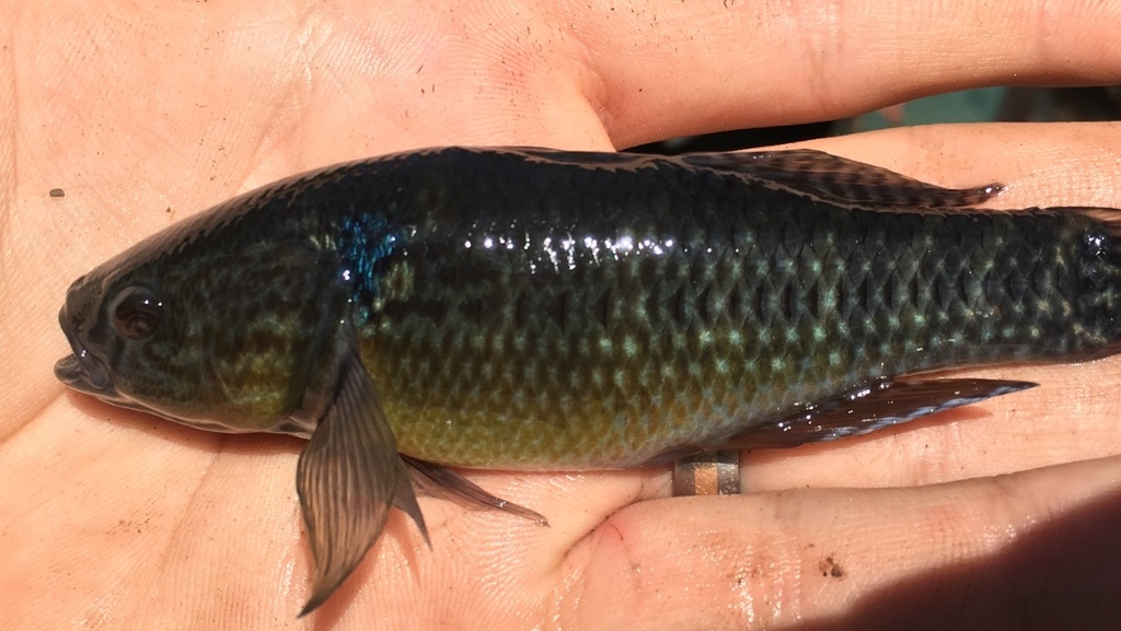 Fat Sleeper (Dormitator maculatus) - Marine Life Identification