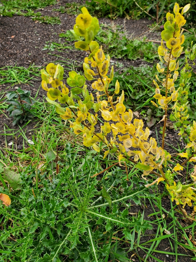 field penny-cress from Calgary, AB T3K 2P6, Canada on September 23 ...