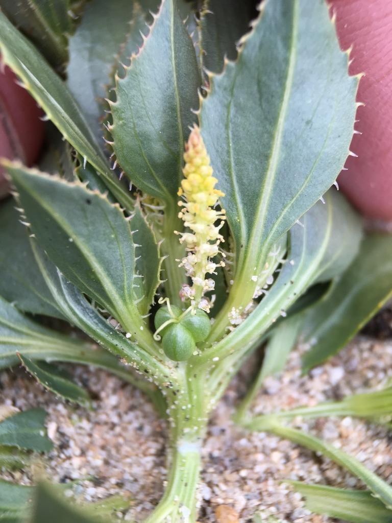 Annual Toothleaf from Joshua Tree National Park, Riverside, California ...