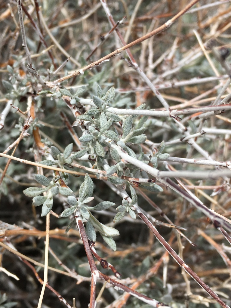 Wright's buckwheat from Joshua Tree National Park, Riverside ...