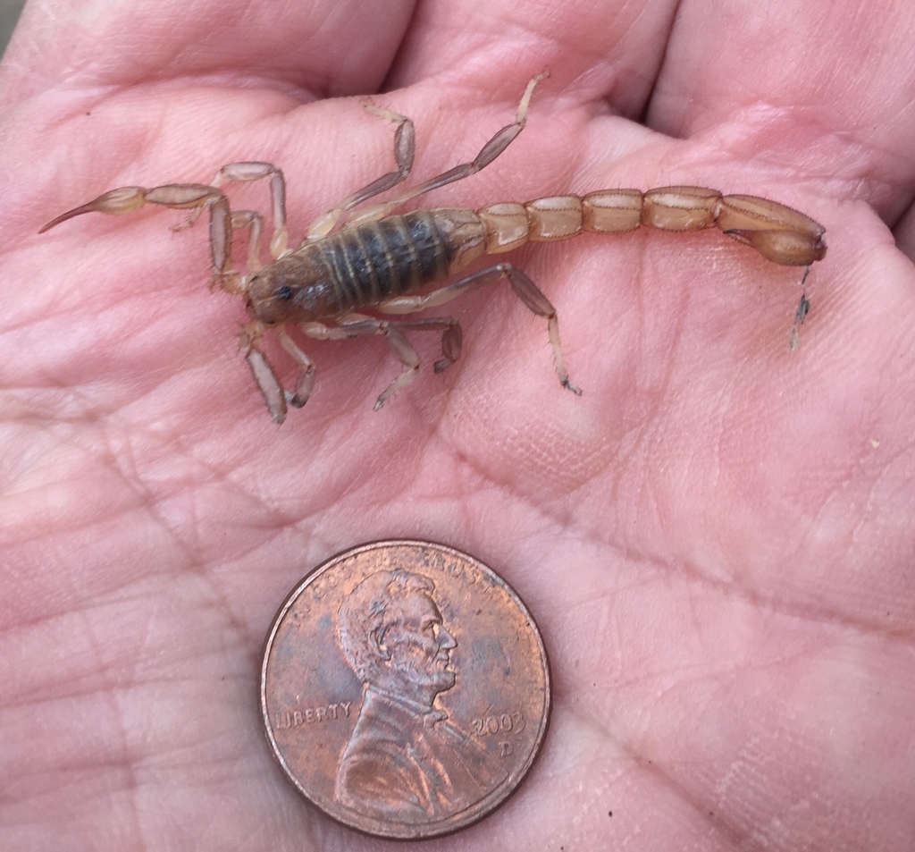 Paravaejovis puritanus from 2017 Willow Glen Dr, El Cajon, CA, US on ...