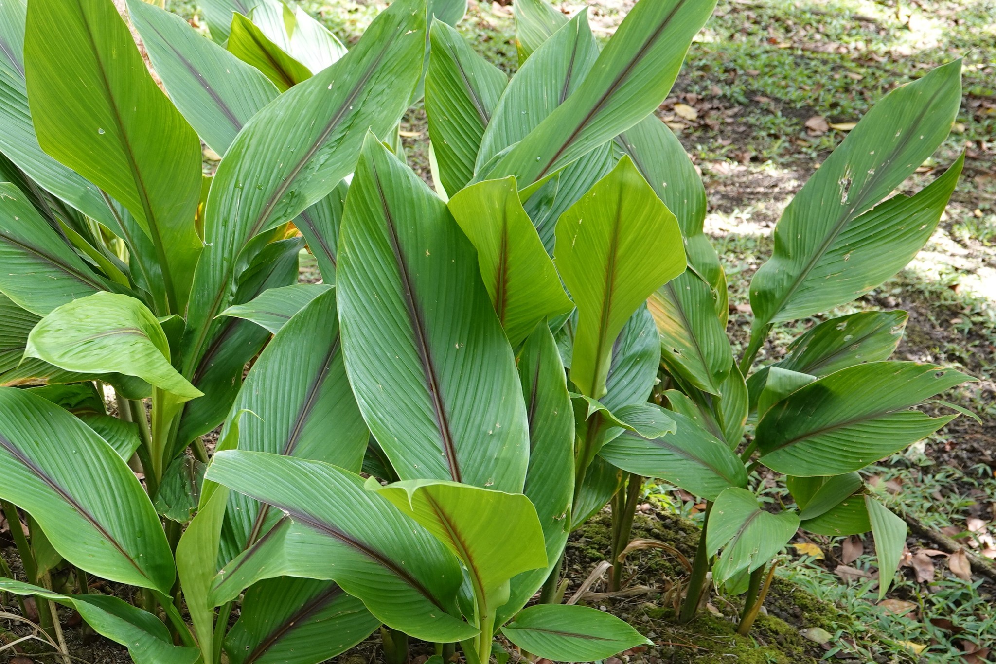 Curcuma zedoaria (Christm.) Roscoe