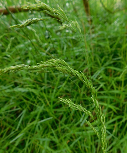 Festuca drymeja · NaturaLista Colombia