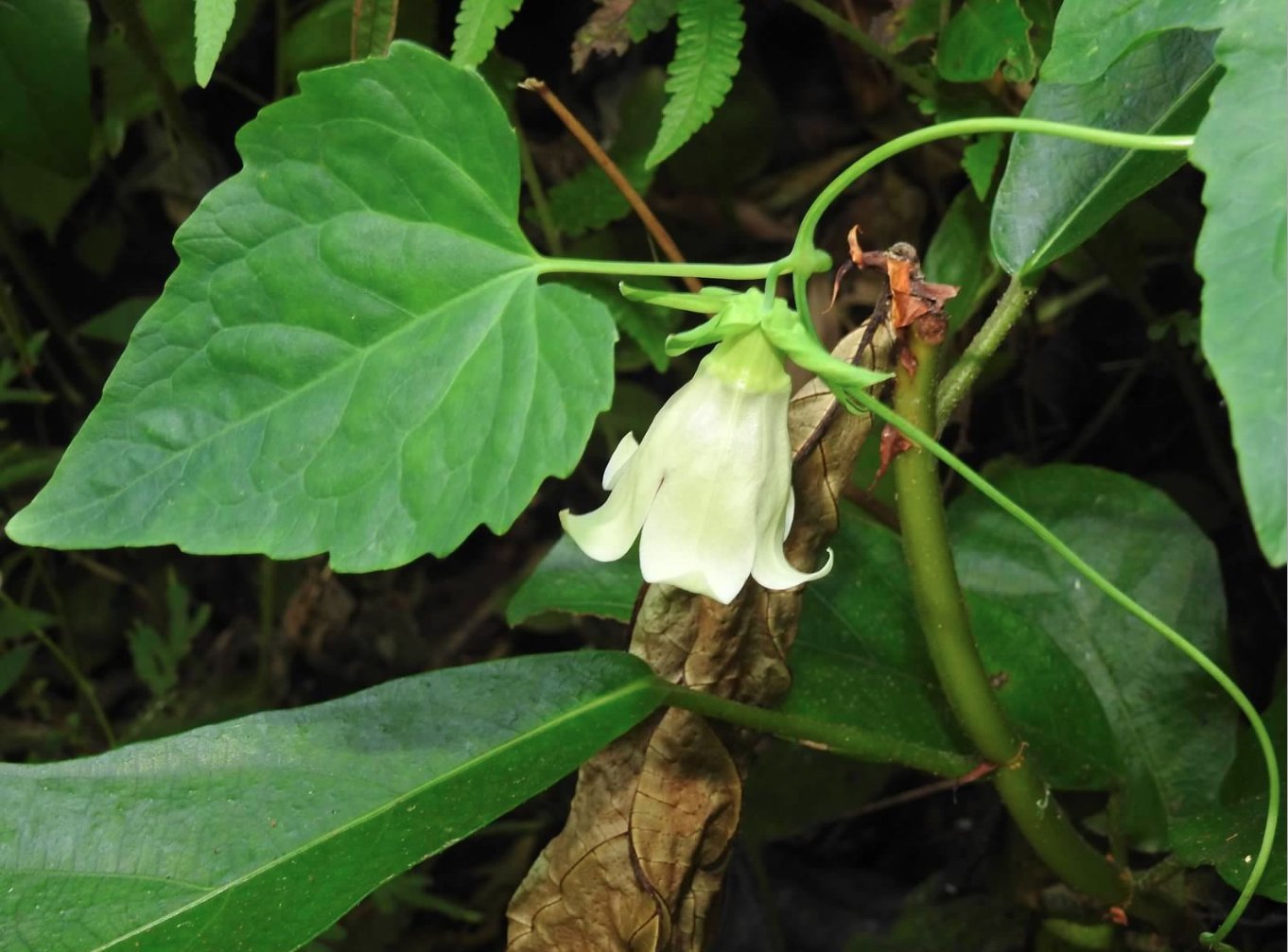 Codonopsis javanica (Blume) Hook.f. & Thomson