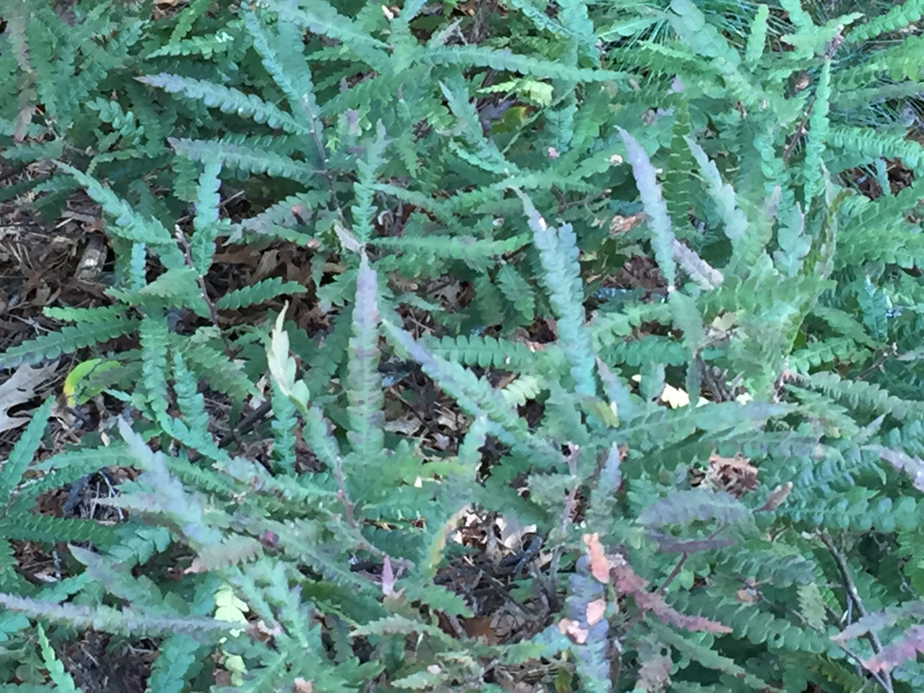 sweetfern from 2082 Victory Hwy, Coventry, RI, US on October 18, 2016 ...