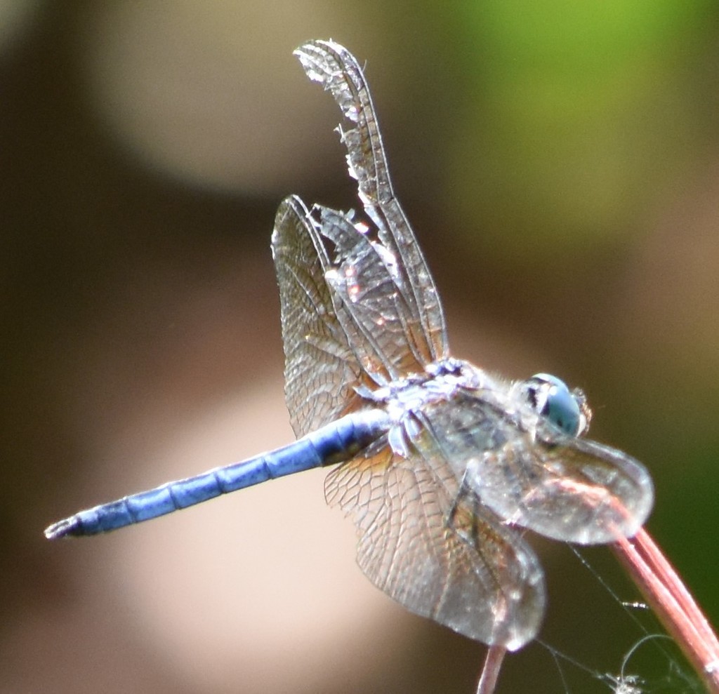 Blue Dasher from College Park, MD, USA on September 27, 2019 at 11:01 ...
