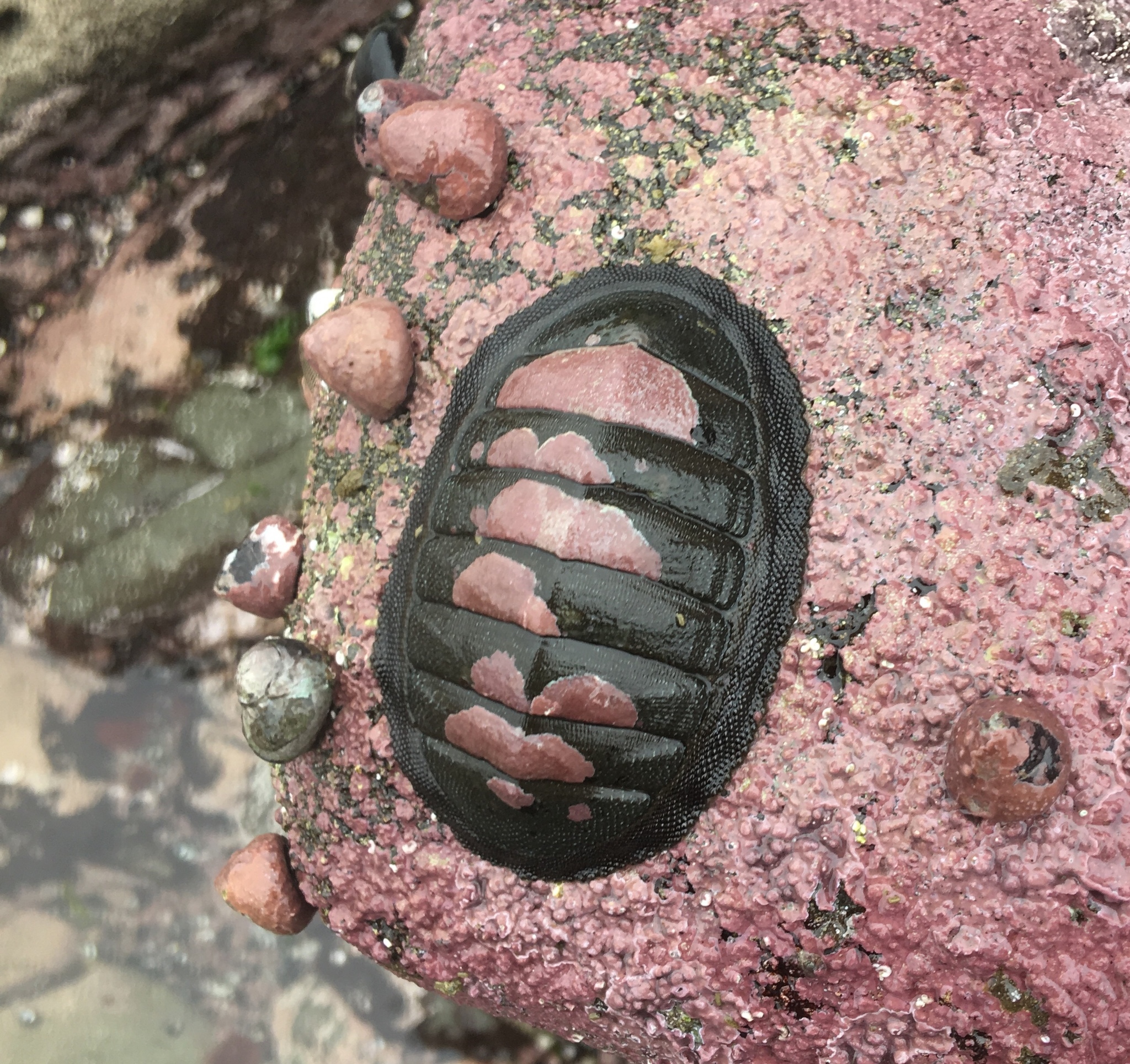 Chiton magnificus Deshayes, 1827