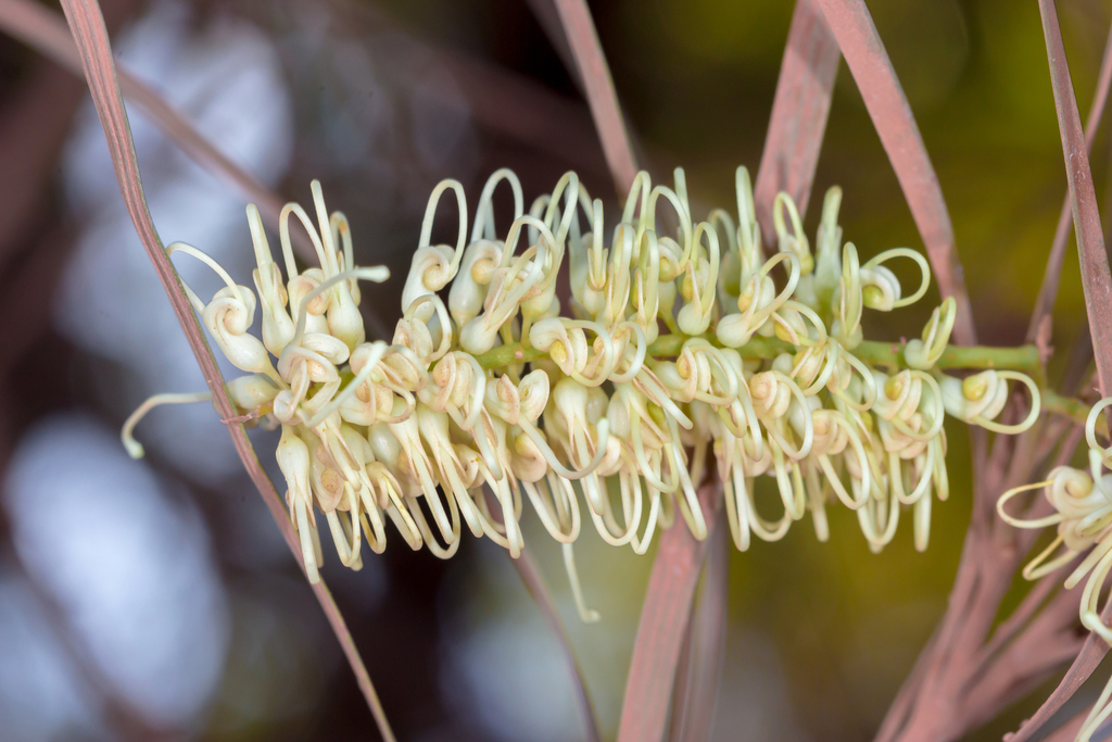 Beefwood (Grevillea parallela) - Botanical Realm