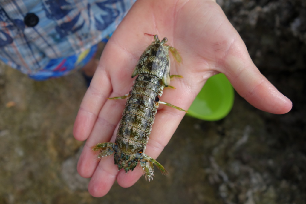 Green Marble Mantis Shrimp from tanna island on July 17, 2016 at 12:42 ...