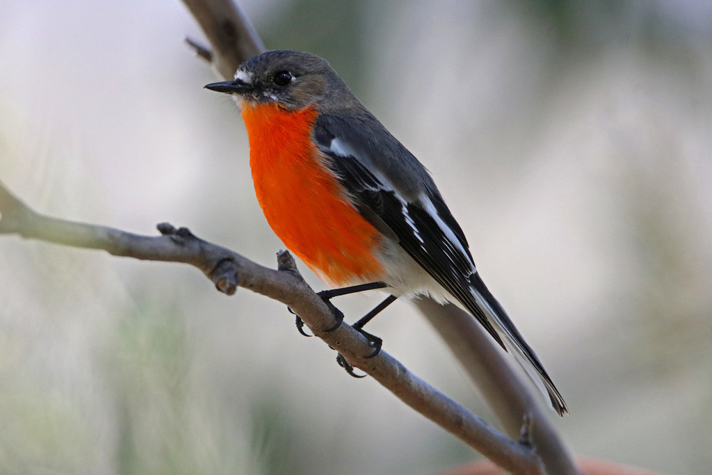 Flame Robin from Tidbinbilla Nature Reserve, ACT, Australia on ...
