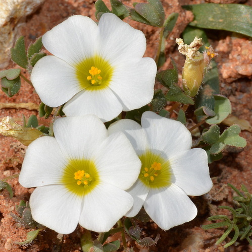 Incised Sorrel (Oxalis annae) · iNaturalist