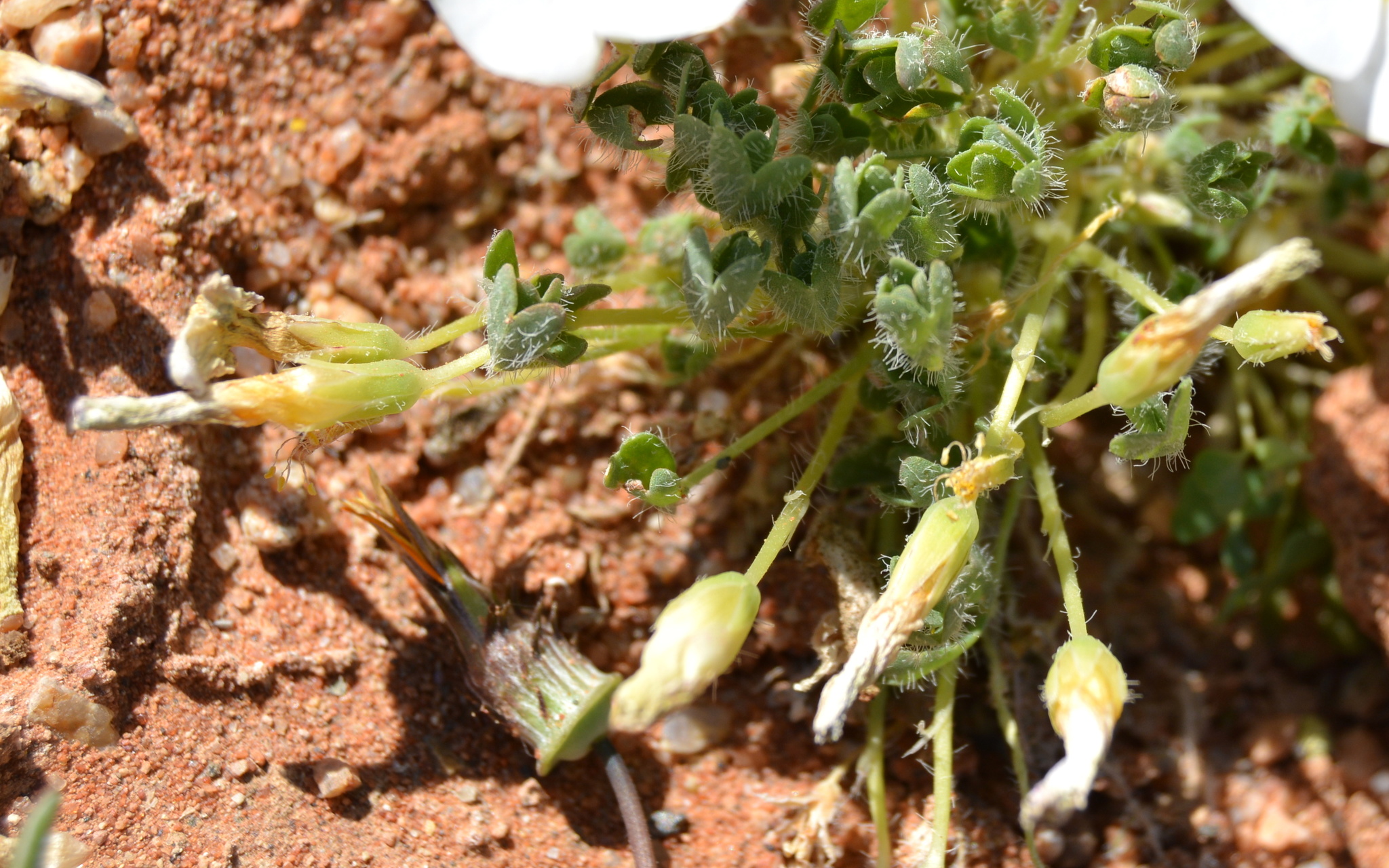 Oxalis annae F.Bolus