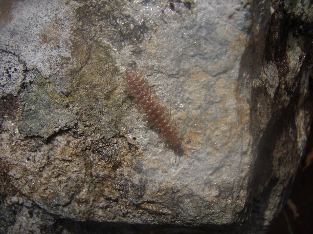Polydesmus coriaceus (Invertebrados del Parque Natural de L'Alt Pirineu ...
