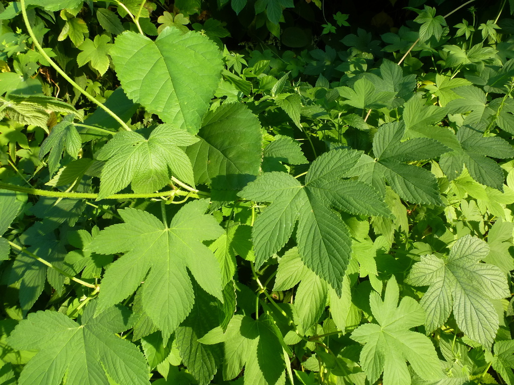 Japanese Hops from New York, New York, United States on September 22 ...