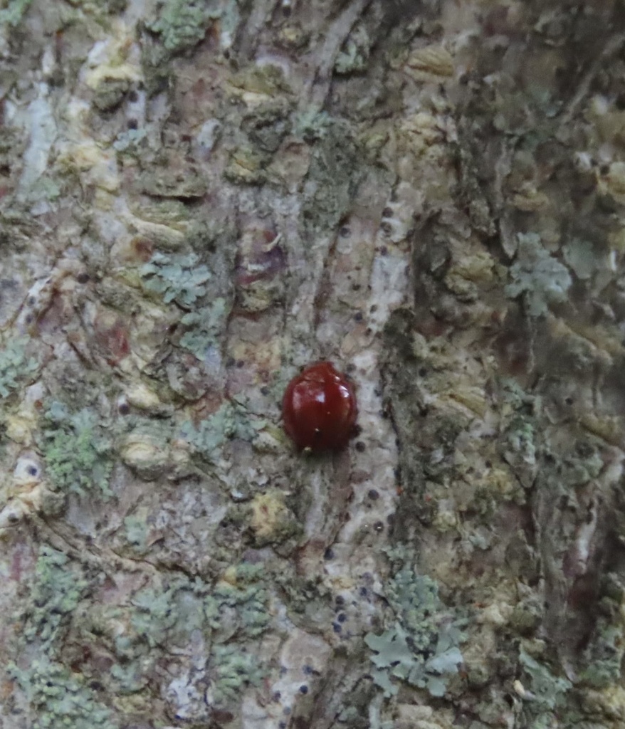 Red Chilocorus from Zamorano, San Antonio De Oriente, Francisco Morazán ...