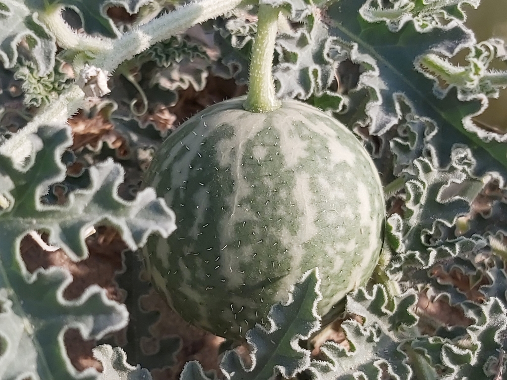 Colocynth (Plants of Saudi Arabia) · iNaturalist