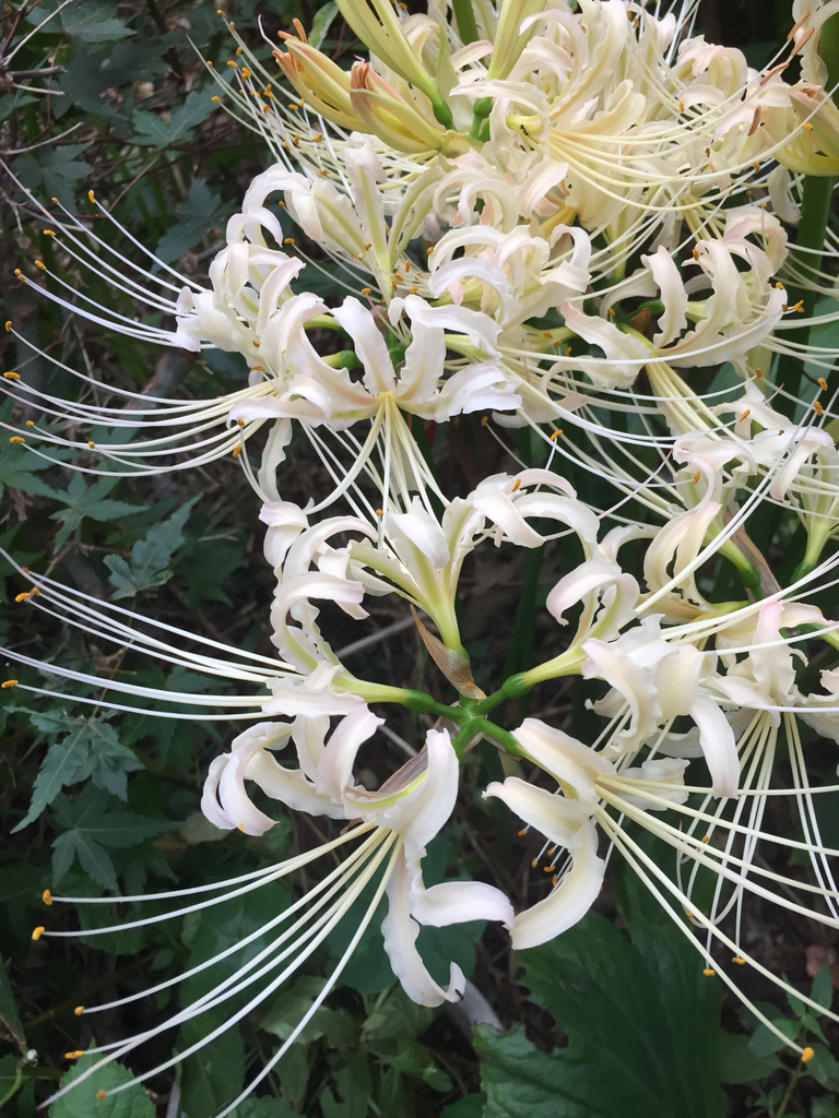 (Lycoris × albiflora) - Botanical Realm