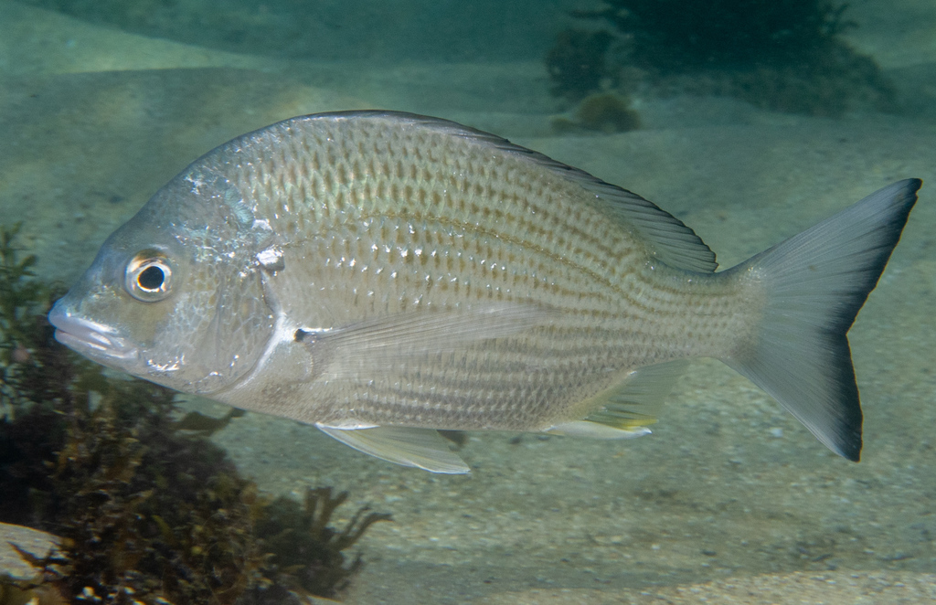 Yellowfin Bream (Acanthopagrus australis) - Marine Life Identification