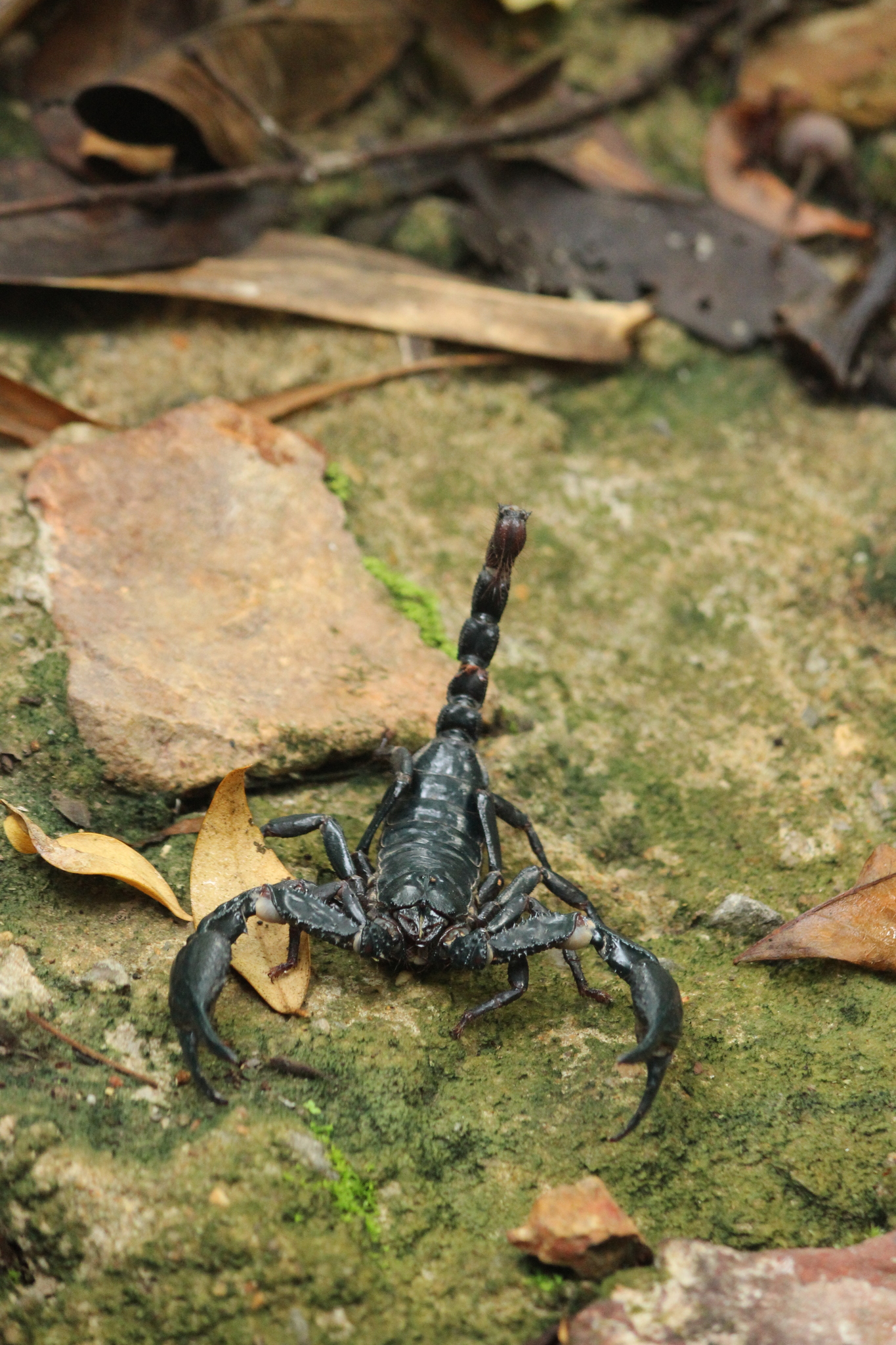 Heterometrus Spinifer