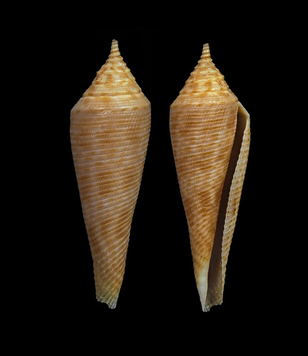 Wickerwork Cone (Conasprella viminea) · iNaturalist