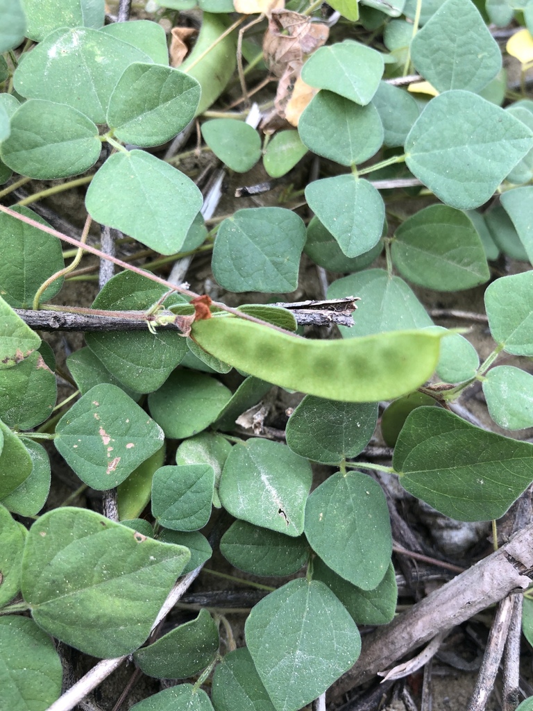 (Dunbaria punctata) - Botanical Realm