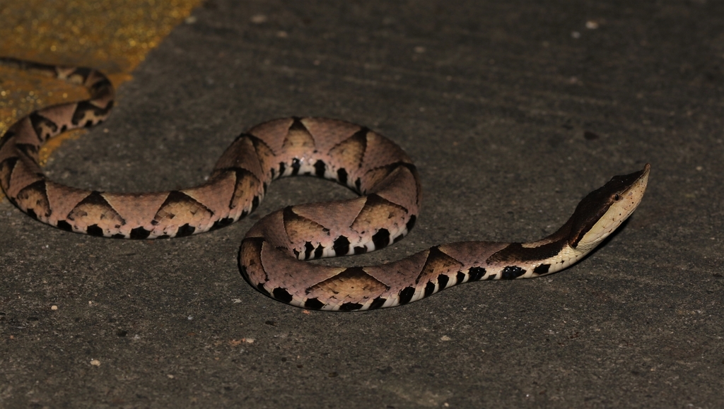 Chinese Moccasin from Jiujiang, CN-JX, CN on August 2, 2019 at 07:36 PM ...