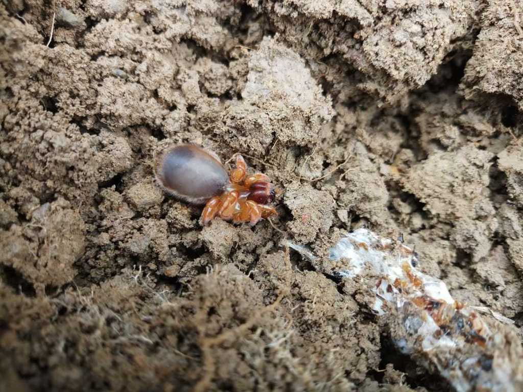 Calommata from Phalee, Manipur 795144, India on June 25, 2019 at 06:06 ...