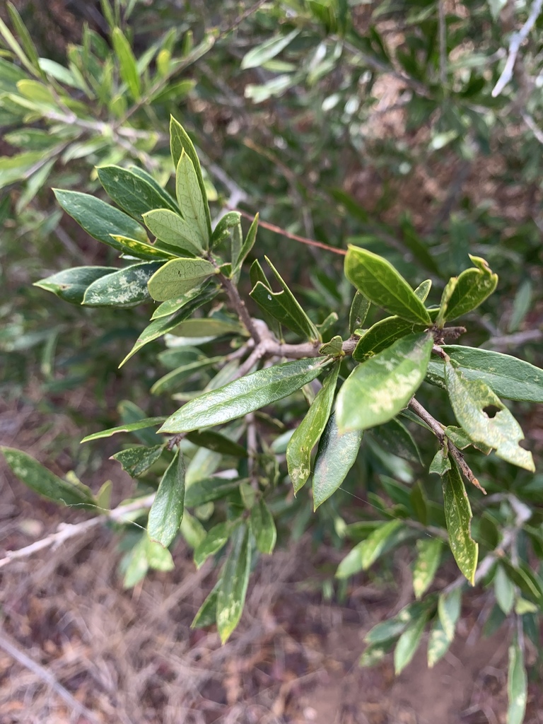 Sandveld Shepherdstree from R445, Gaza, MZ on September 26, 2019 at 08: ...