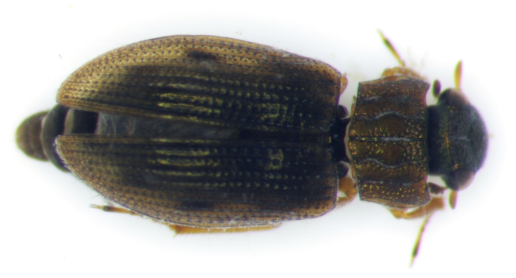 Helophorus from Cypress County, AB, Canada on June 7, 2025 at 04:20 PM ...