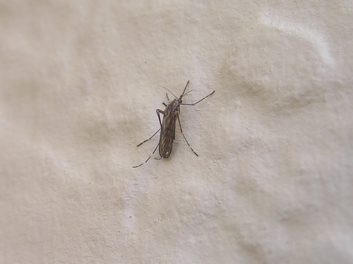 Riparian Mosquito (Aedes riparius) · iNaturalist