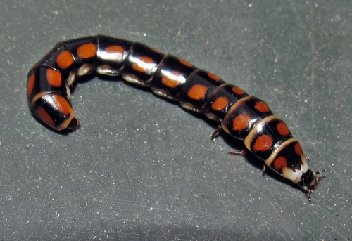 Phengodes laticollis · iNaturalist