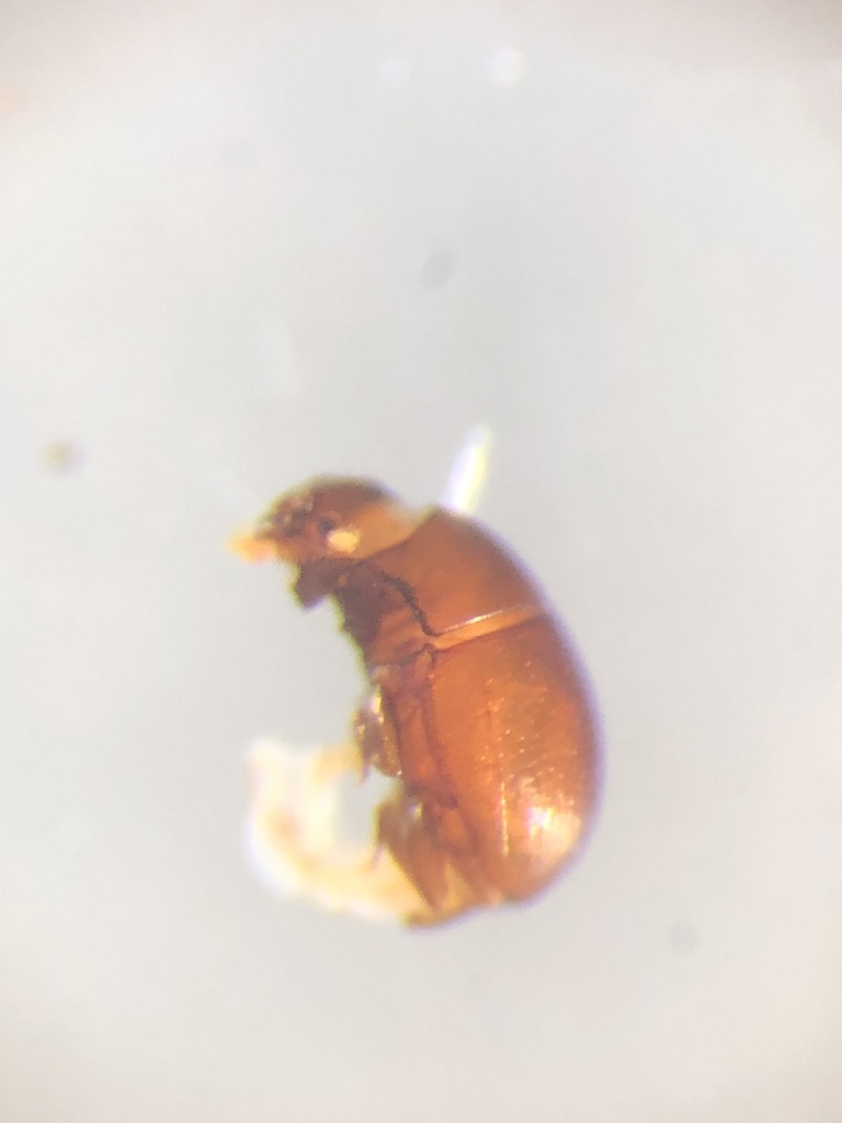 Bacanius punctiformis from W Country Club Rd, Urbana, IL, US on ...