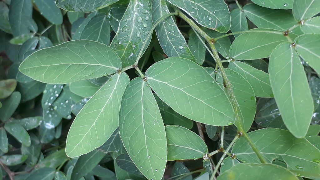 Guamúchil from Thycaud, Thiruvananthapuram, Kerala, India on September ...