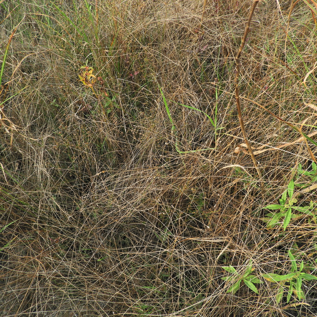 Slender Spikerush in September 2019 by Rob Curtis · iNaturalist