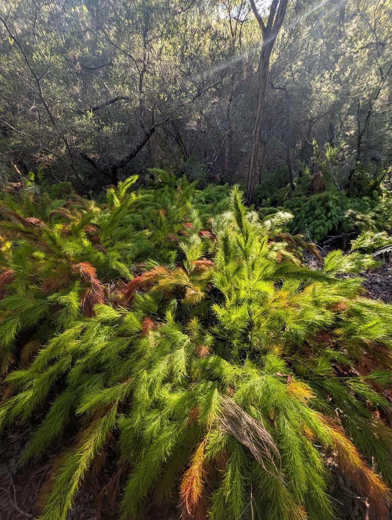 (Caustis) - Botanical Realm