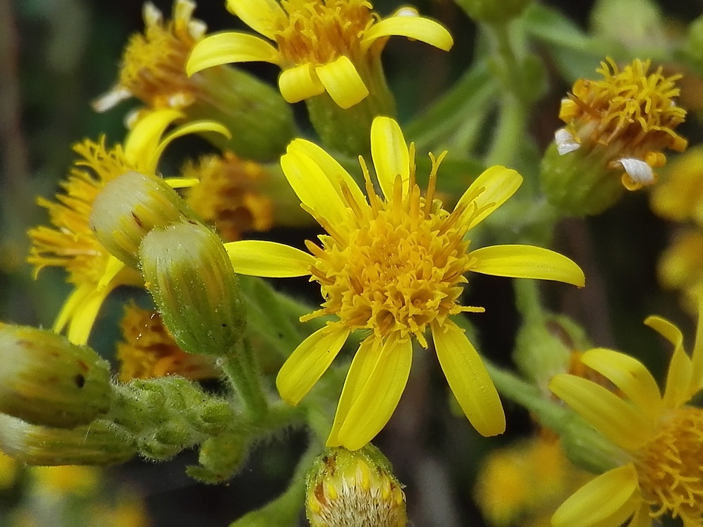 Inula viscosa (Steineichenwald der Insel Rab (In Bearbeitung ...