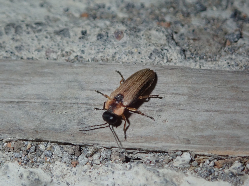 Sclerotia in September 2019 by Franz Anthony · iNaturalist
