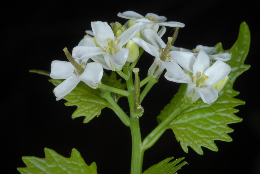 garlic mustard (Invasive Plants of South Mountain Reservation ...
