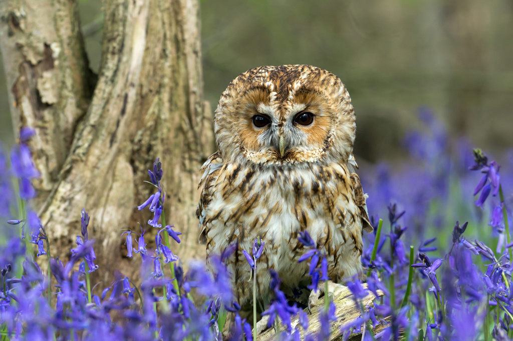 Tawny Owl (Strix aluco) - Avian Discovery