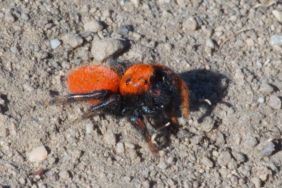 Phidippus apacheanus (Arachnids in California) · iNaturalist