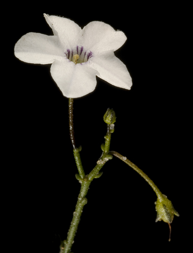 Ray Flowers (Genus Cyphanthera) · iNaturalist